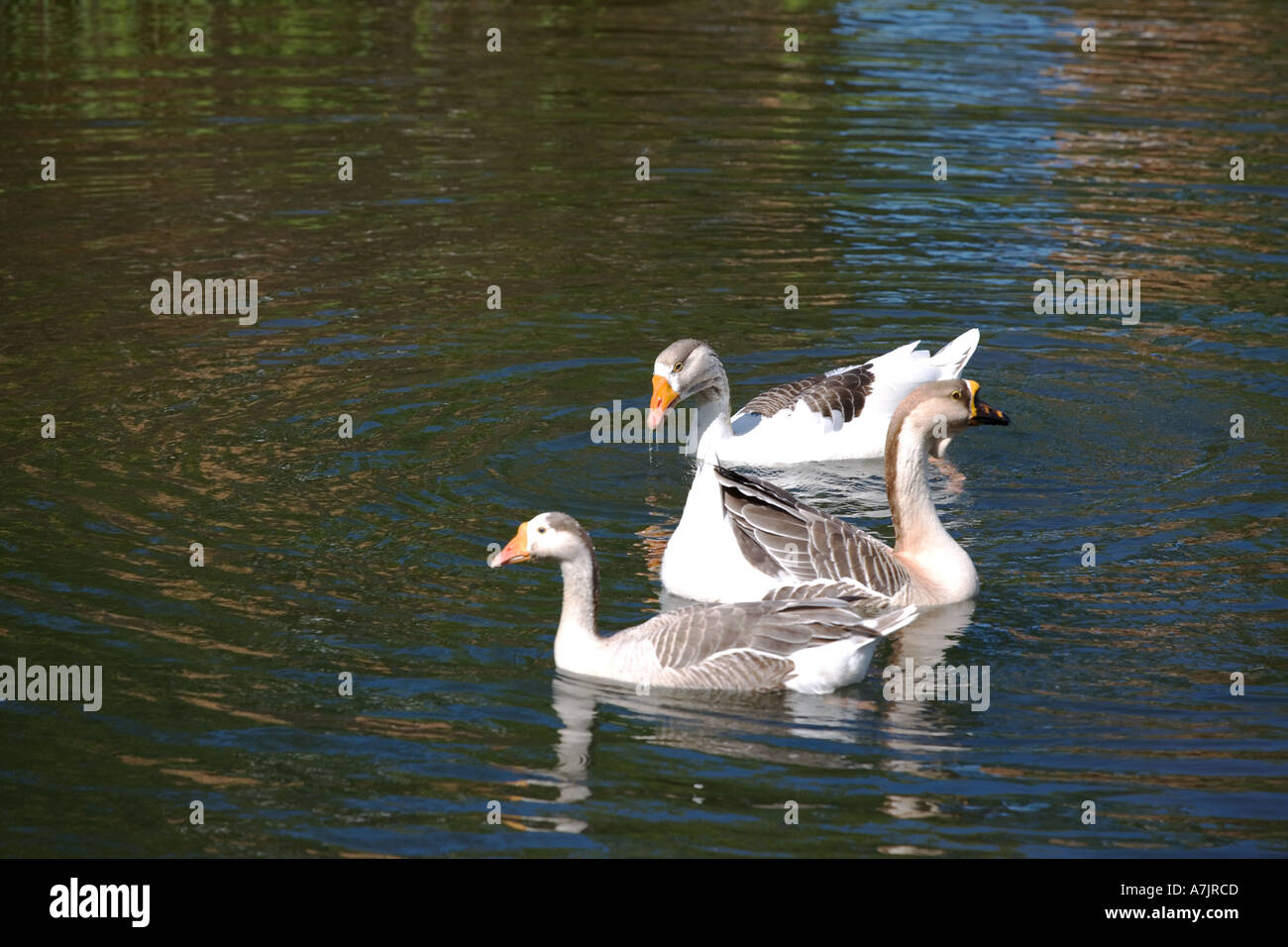 Family three geese swimming hi-res stock photography and images - Alamy