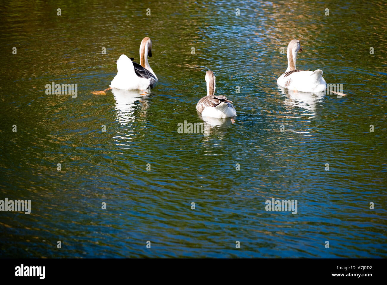 FAMILY OF GEESE IN A POND Stock Photo - Alamy