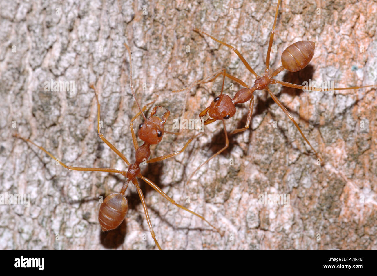 Fire Ants on a Borneo tree trunk Stock Photo - Alamy