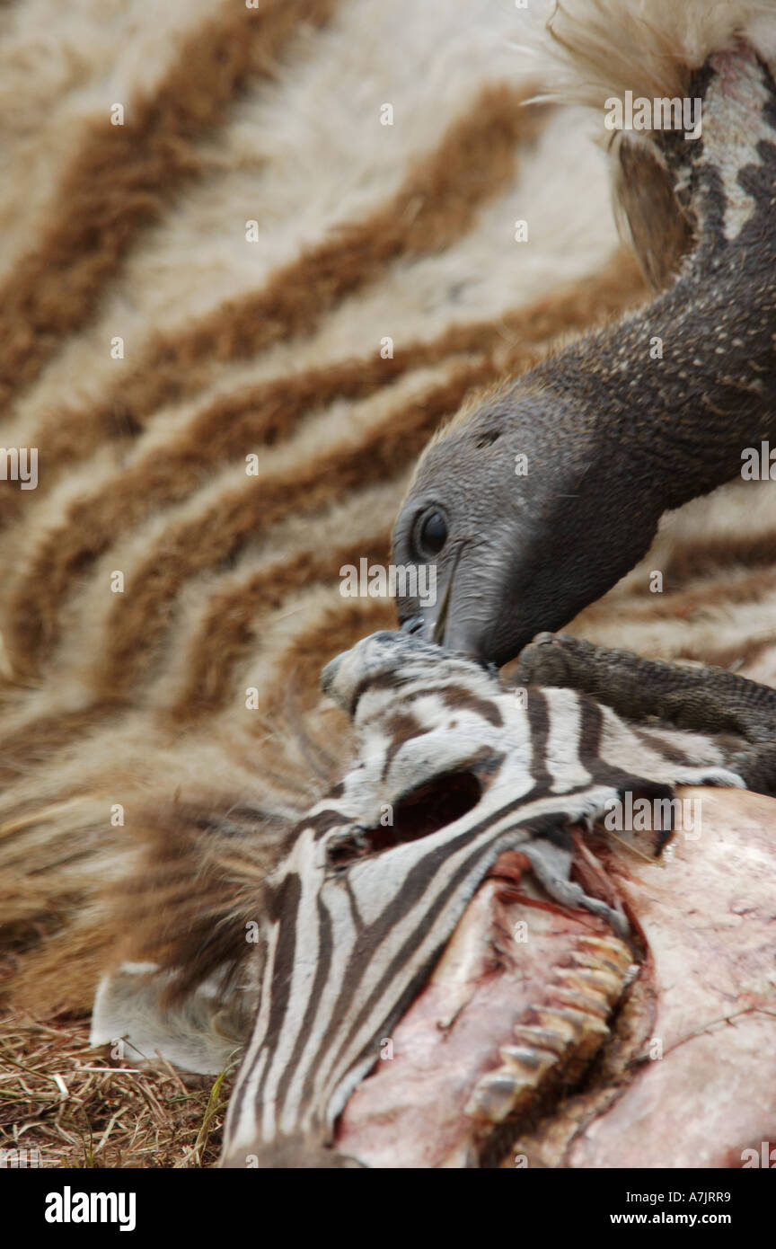 African White-backed Vulture picking the brains of a dead zebra in the ...