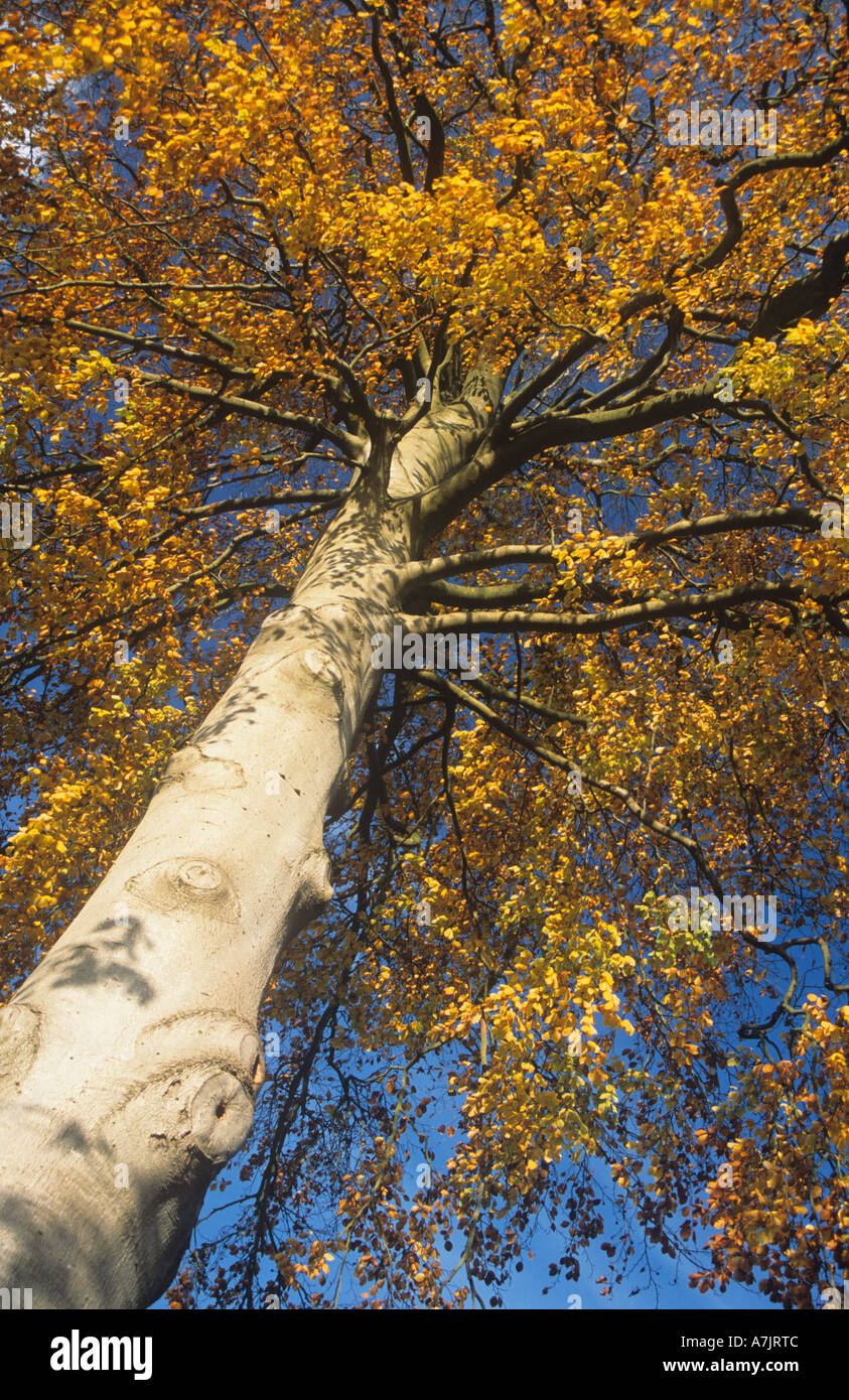 Hillier arboretum hi-res stock photography and images - Alamy