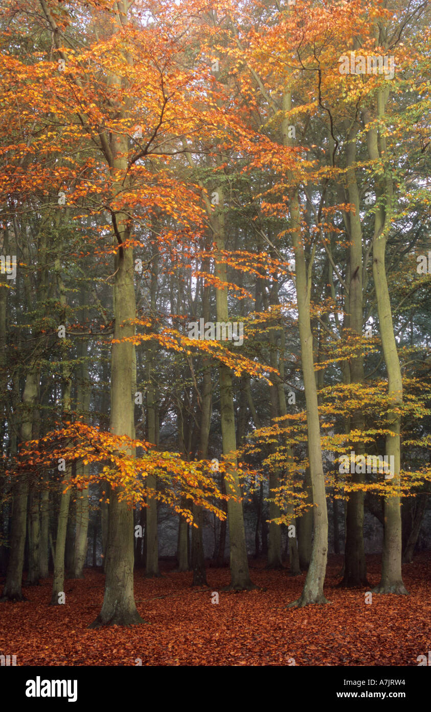 Autumn Beech Trees, Esher Common, Surrey, England, UK Stock Photo - Alamy