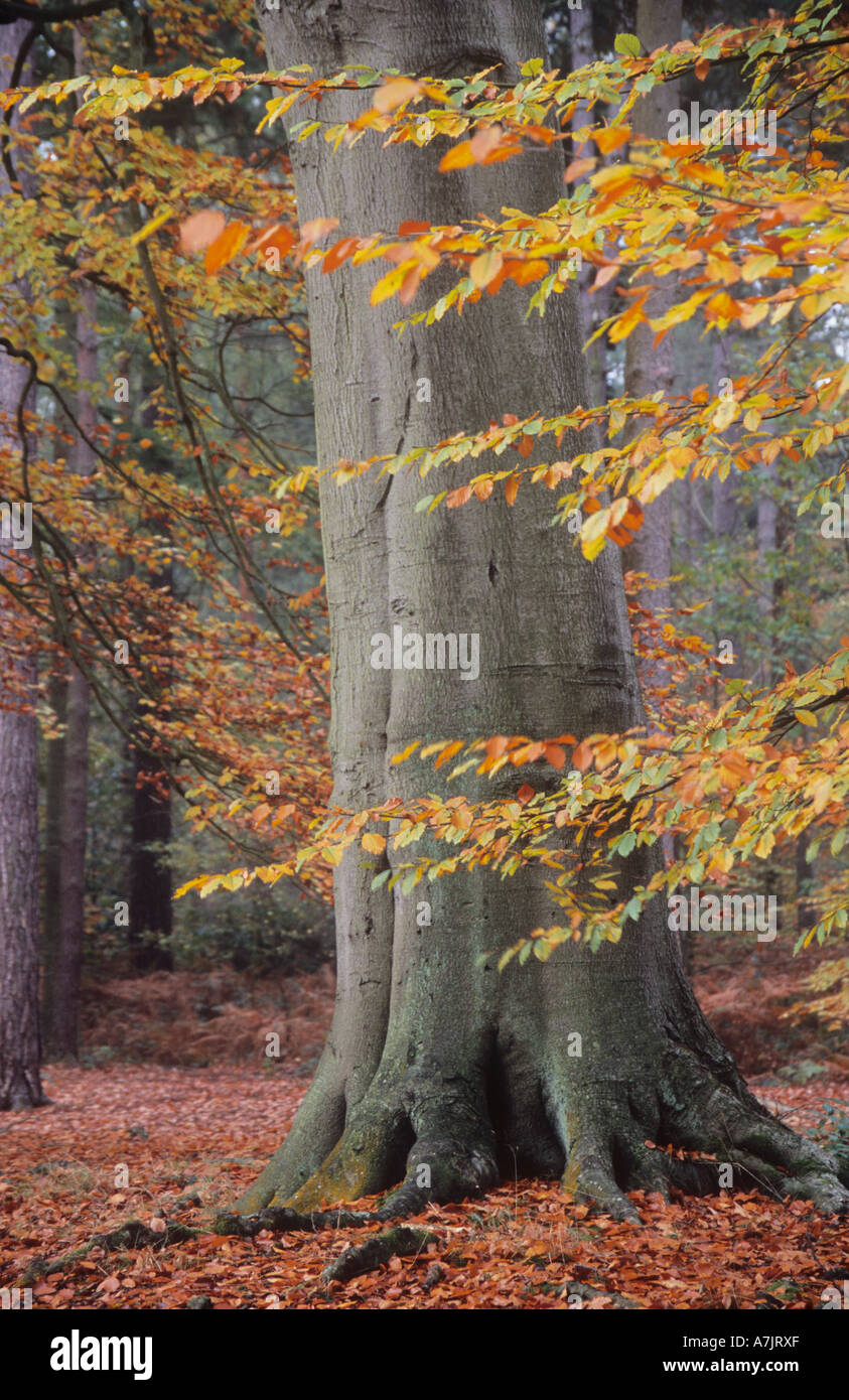 Autumn Beech Tree, Virginia Water, Windsor Great Park, Surrey, England ...