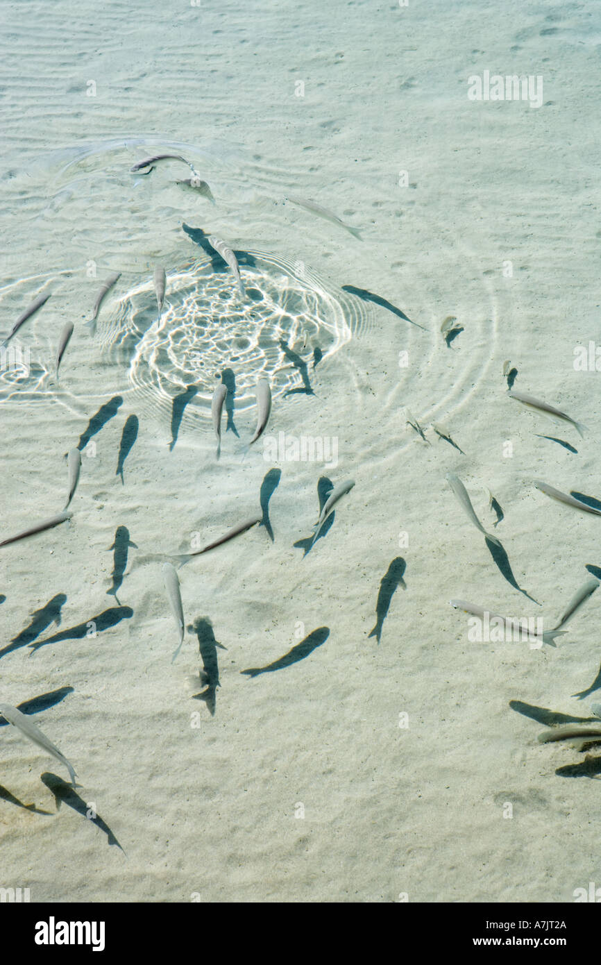 FISH SWIMMING IN SHALLOW SEA WATER Stock Photo - Alamy