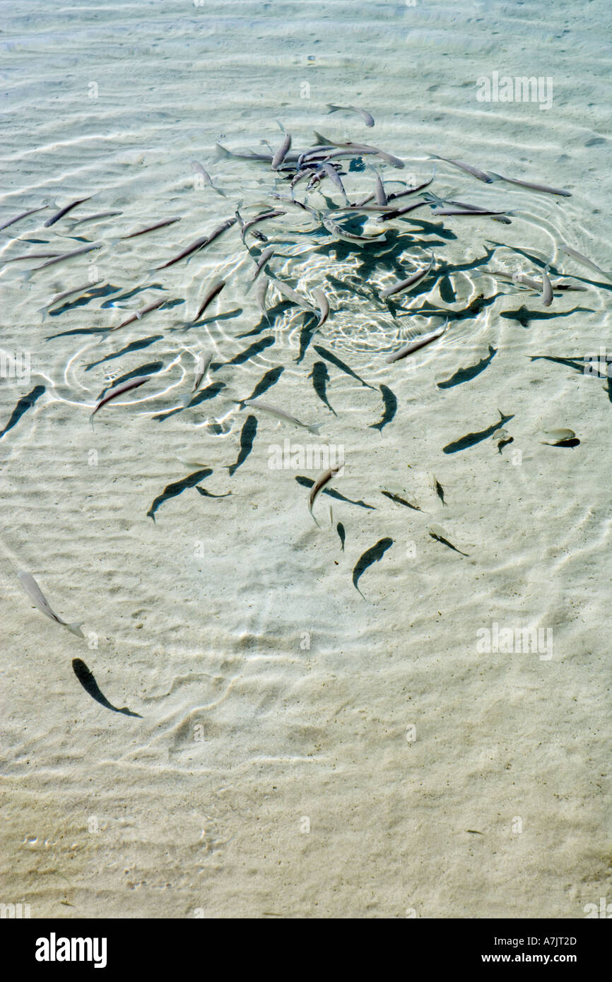 FISH SWIMMING IN SHALLOW SEA WATER Stock Photo - Alamy