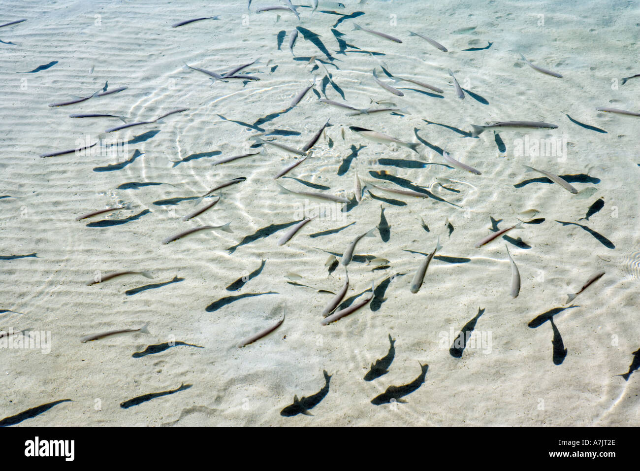 FISH SWIMMING IN SHALLOW SEA WATER Stock Photo - Alamy