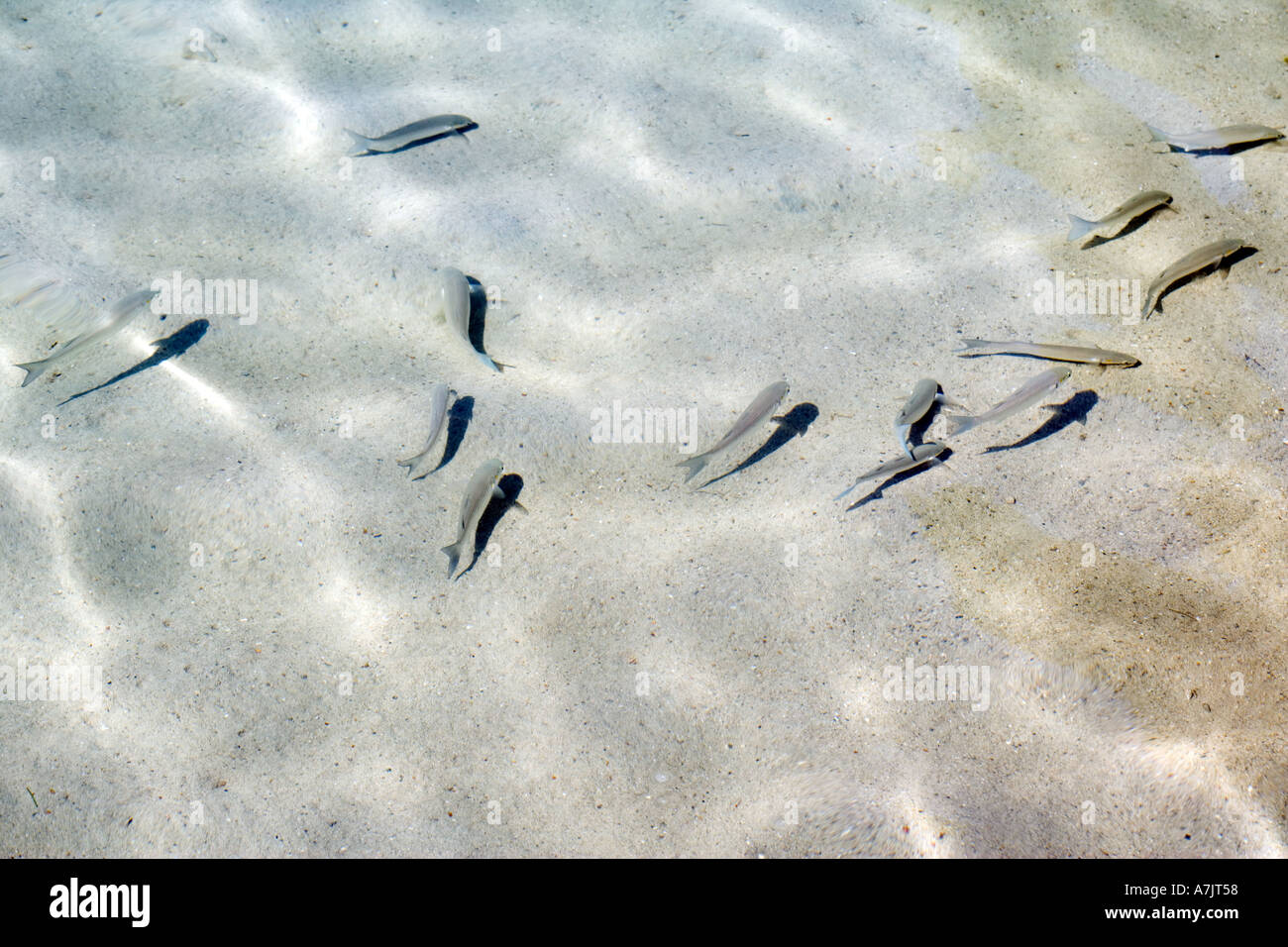 FISH IN SHALLOW SEAWATER Stock Photo - Alamy