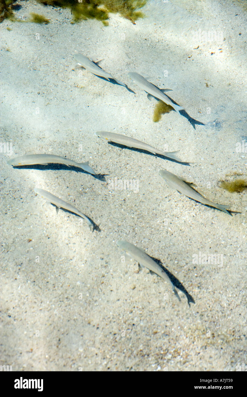 FISH IN SHALLOW SEAWATER Stock Photo - Alamy