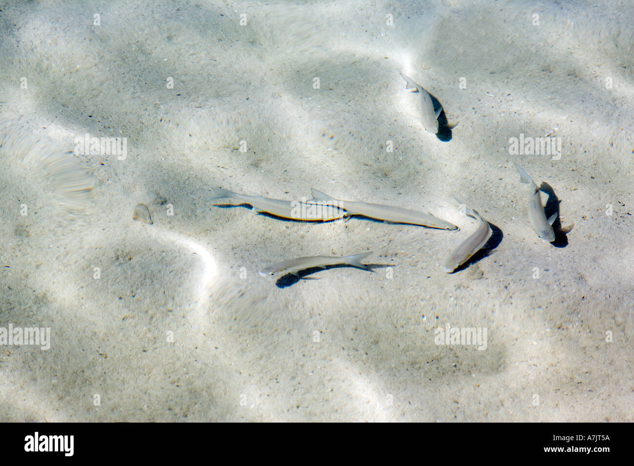 FISH IN SHALLOW SEAWATER Stock Photo - Alamy