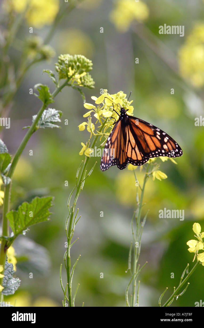 Monarch on mustard flower Stock Photo - Alamy