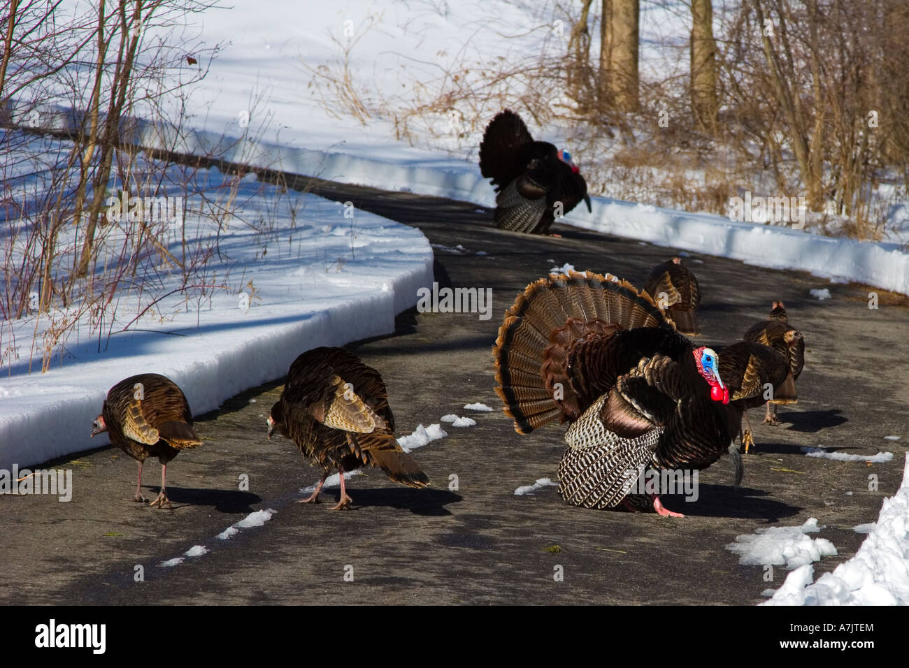 North american wild turkeys hi-res stock photography and images - Alamy