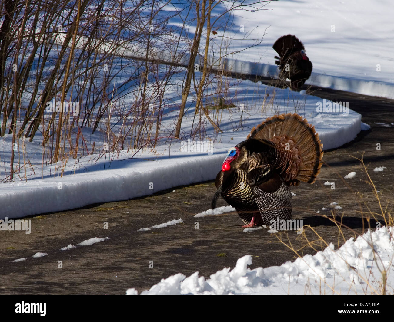 North american wild turkeys hi-res stock photography and images - Alamy