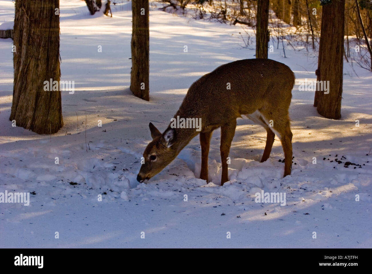 A whitetail deer foraging for food in the middle of winter Stock Photo ...