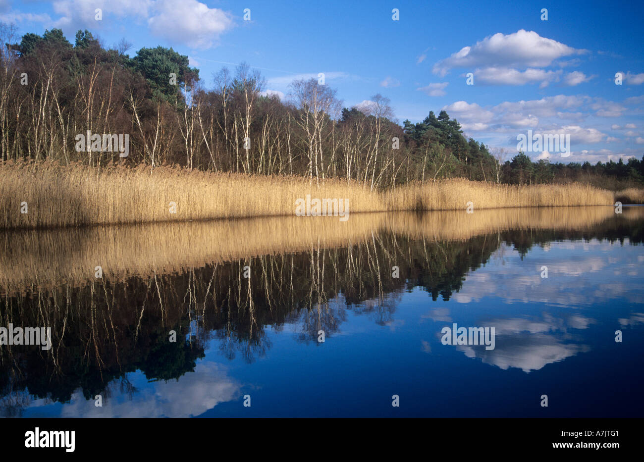 Esher common hi-res stock photography and images - Alamy
