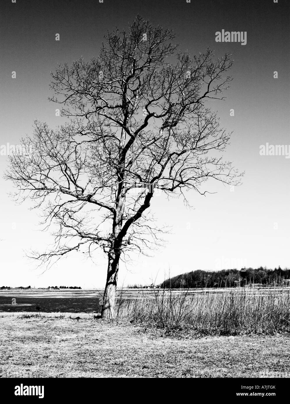Bw tree hi-res stock photography and images - Alamy