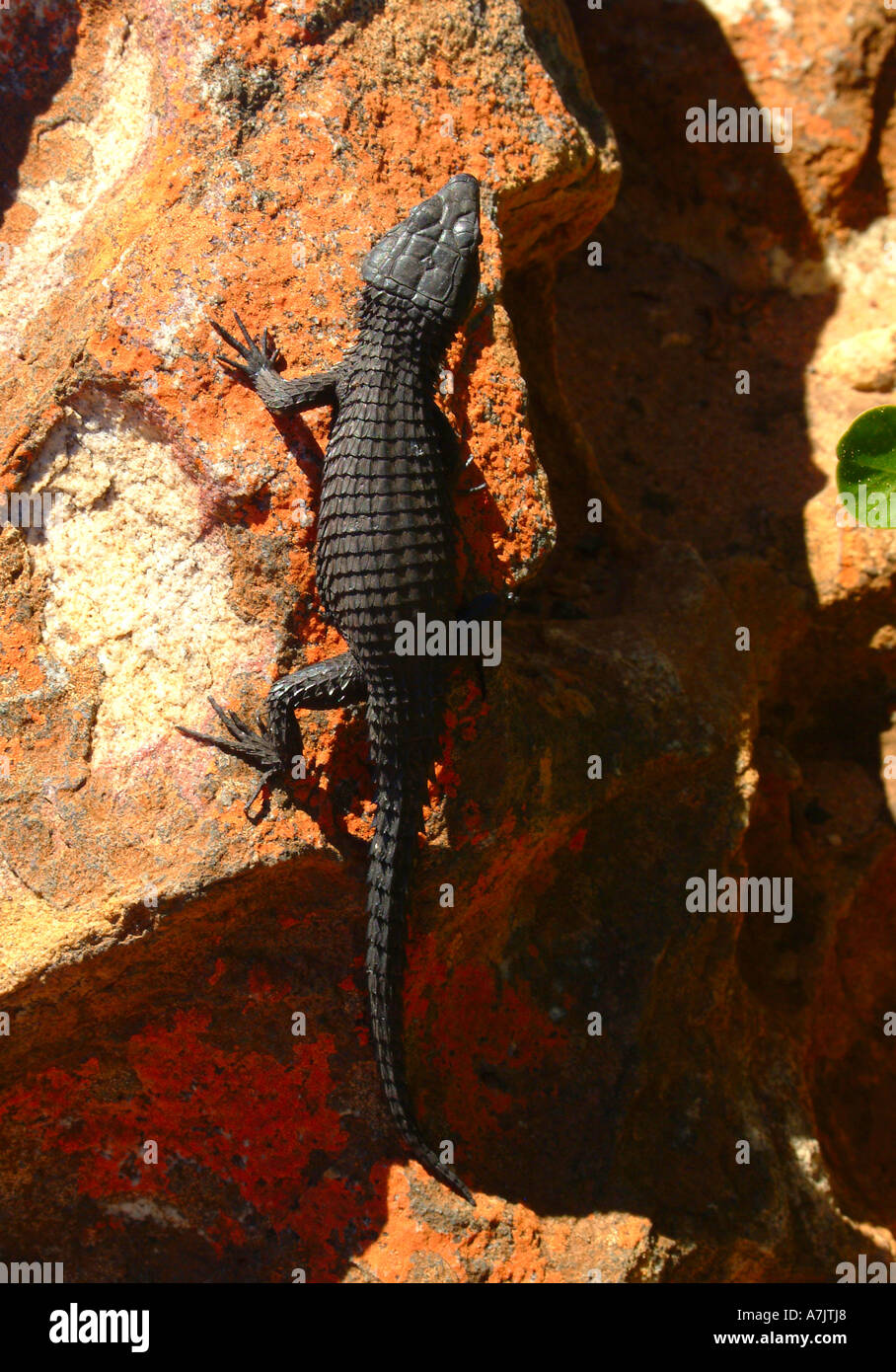 Legs armor hi-res stock photography and images - Alamy