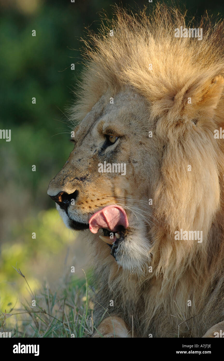 Male Lion licking it’s lips in the Masai Mara, Kenya Stock Photo - Alamy