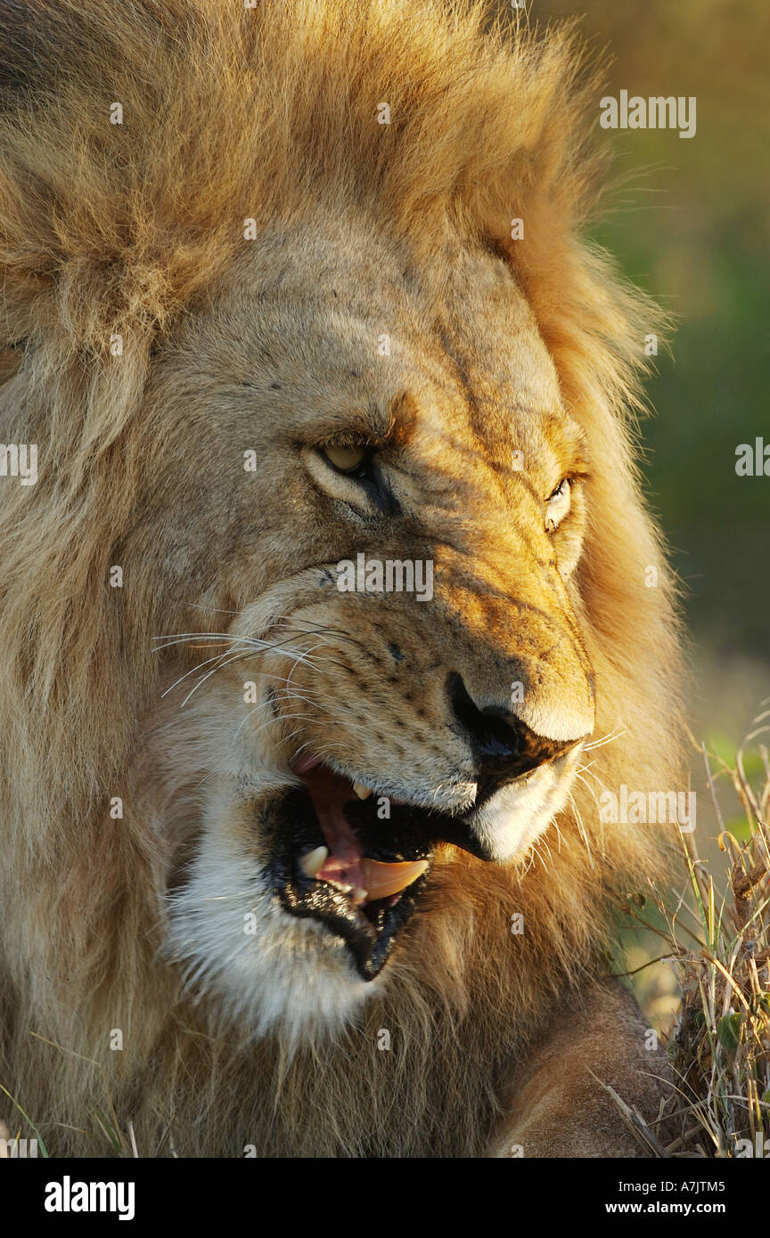 Handsome male lion hi-res stock photography and images - Alamy