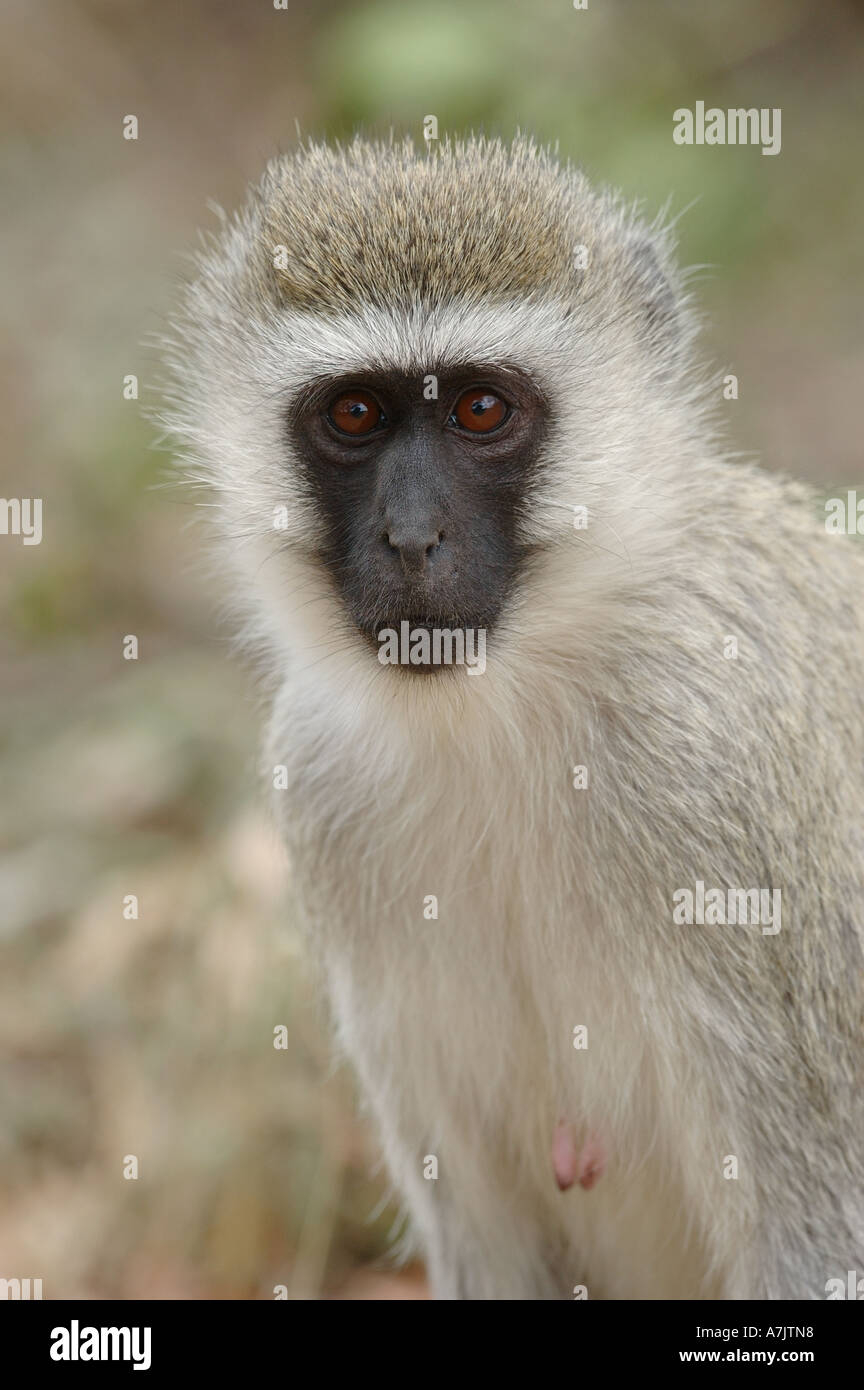 Vervet monkey face hi-res stock photography and images - Alamy