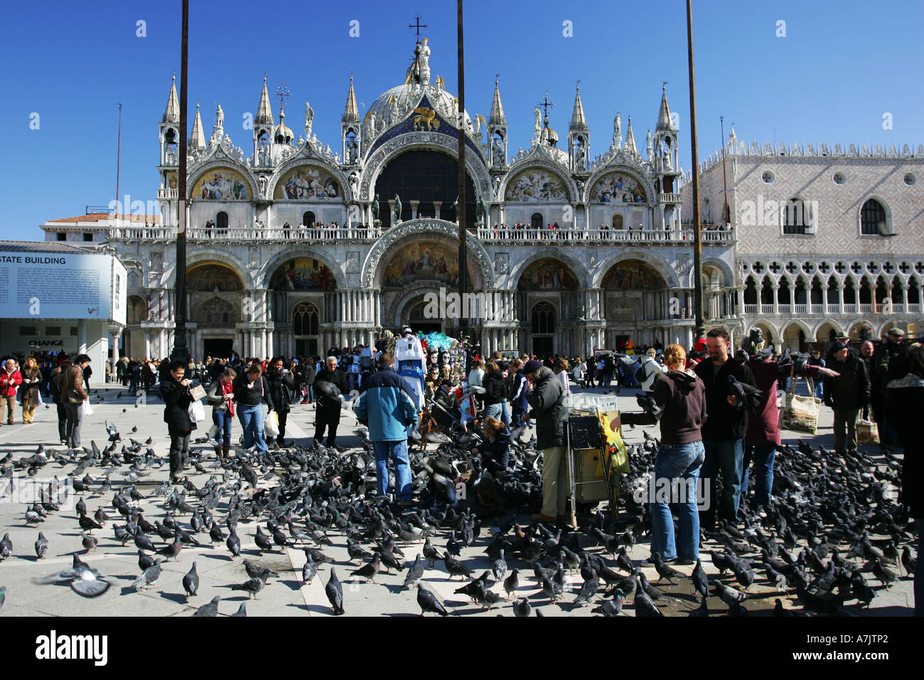 Tourists feed the pigeons in Saint Marks Square in front of St Marks ...
