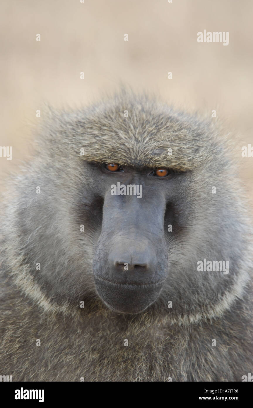 Adult male Olive Baboon in the Masai Mara, Kenya Stock Photo - Alamy