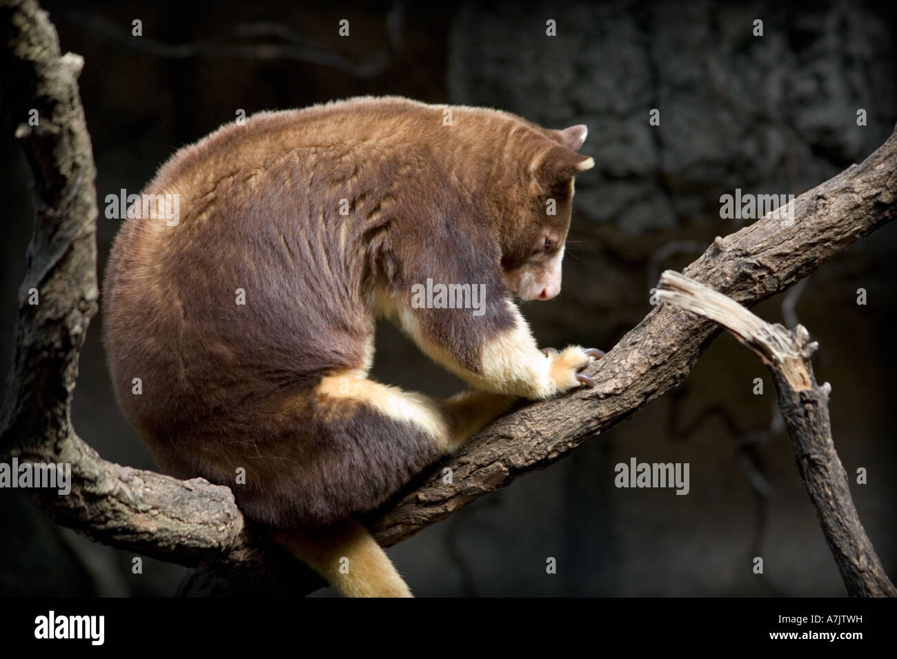 red tree kangaroo sitting in branch at the Bronx Zoo Stock Photo - Alamy