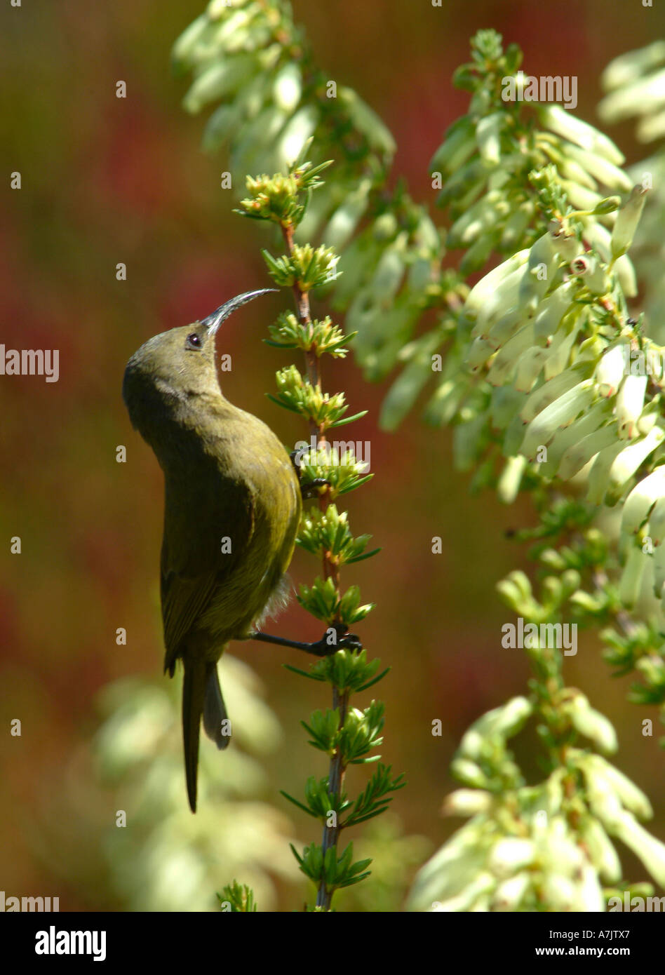 Female Orange Breasted Sunbird on Plant Stem at Kirstenbosch National ...