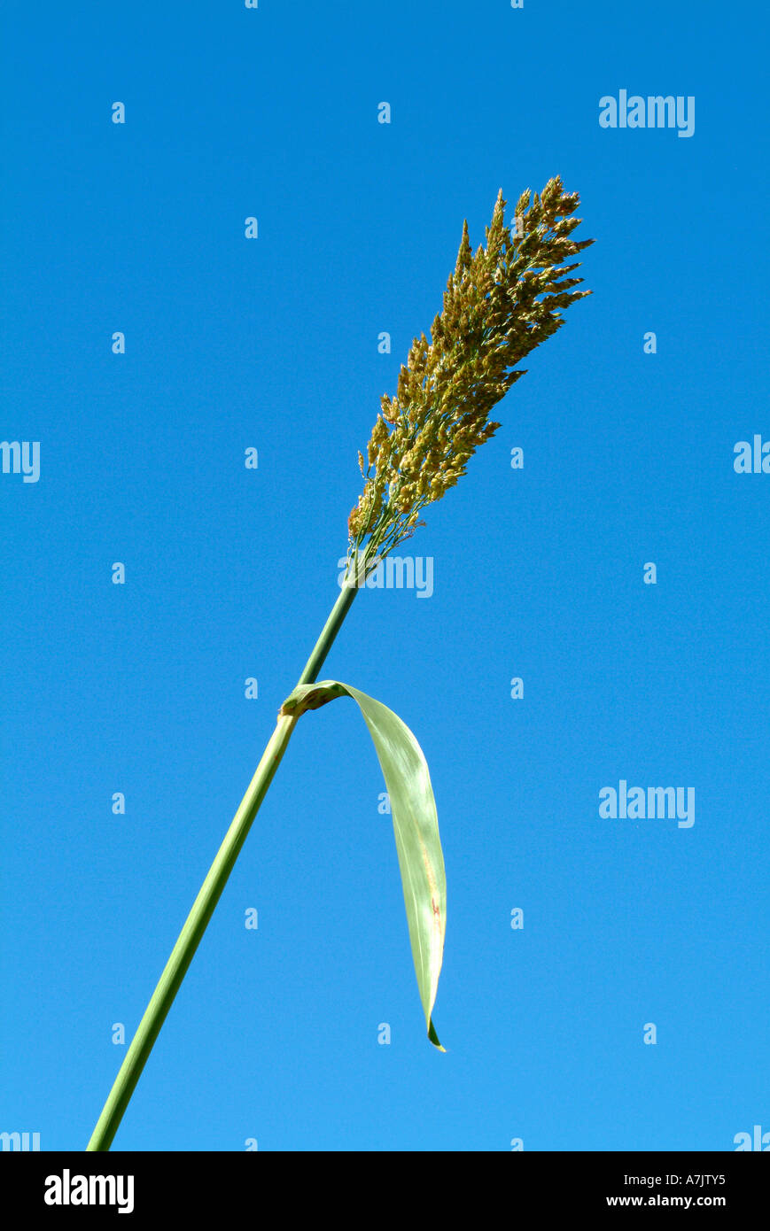 Sweet sorghum hi-res stock photography and images - Alamy