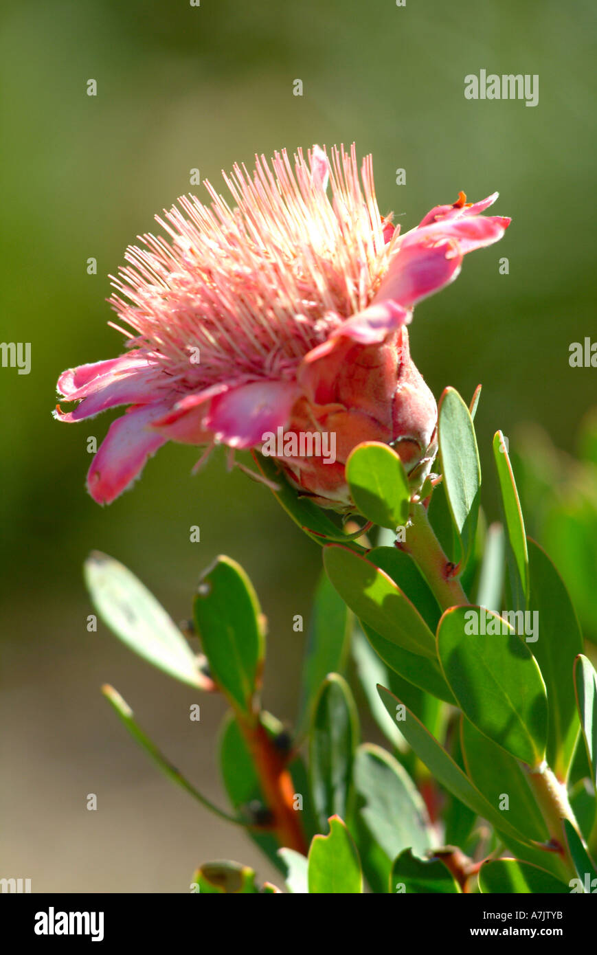 Protea Venusta Flower at Kirstenbosch National Botanical Garden Cape ...