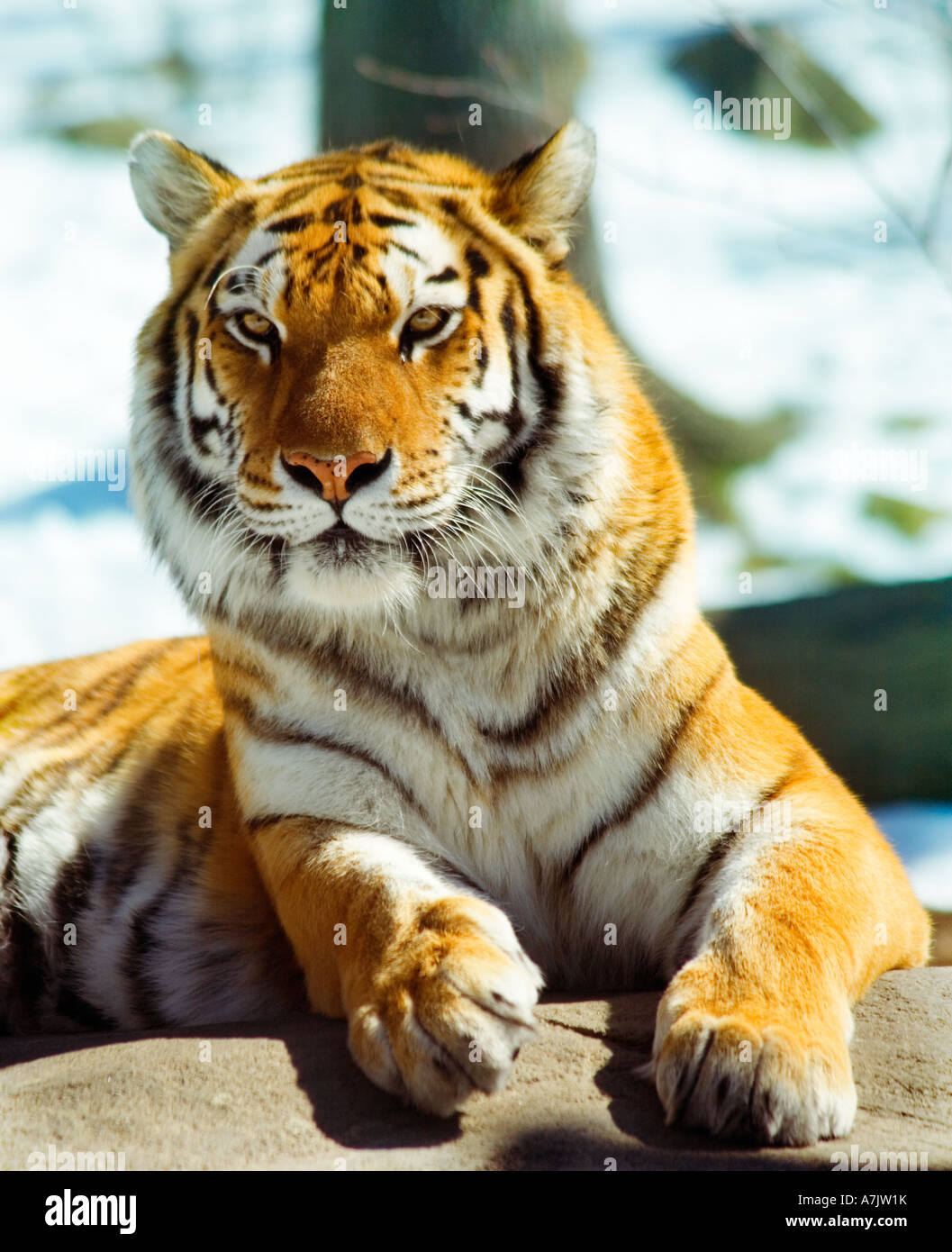 Siberian tiger portrait at bronx zoo Stock Photo - Alamy