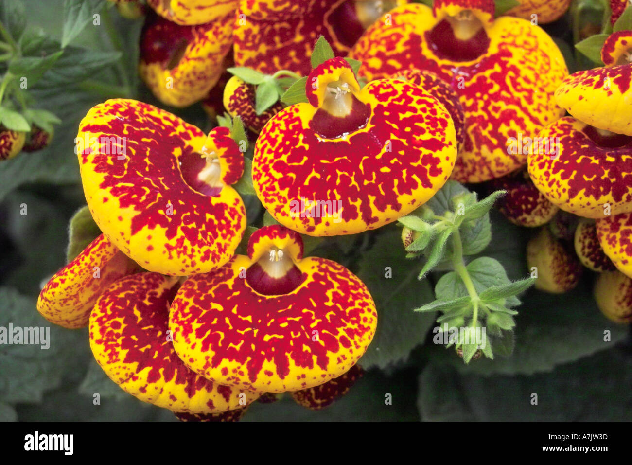 Yellow calceolaria hi-res stock photography and images - Alamy