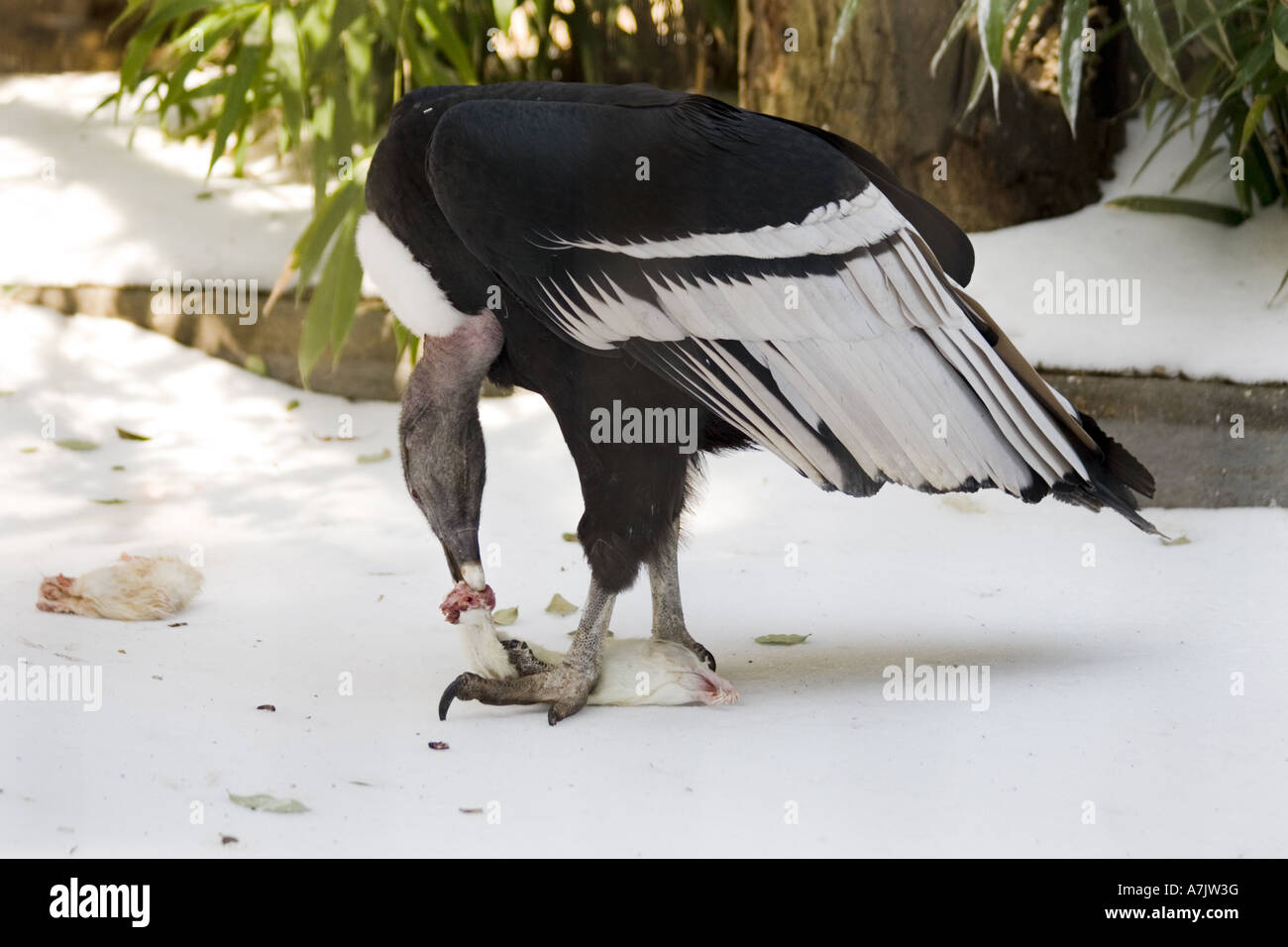 Condor family hi-res stock photography and images - Alamy
