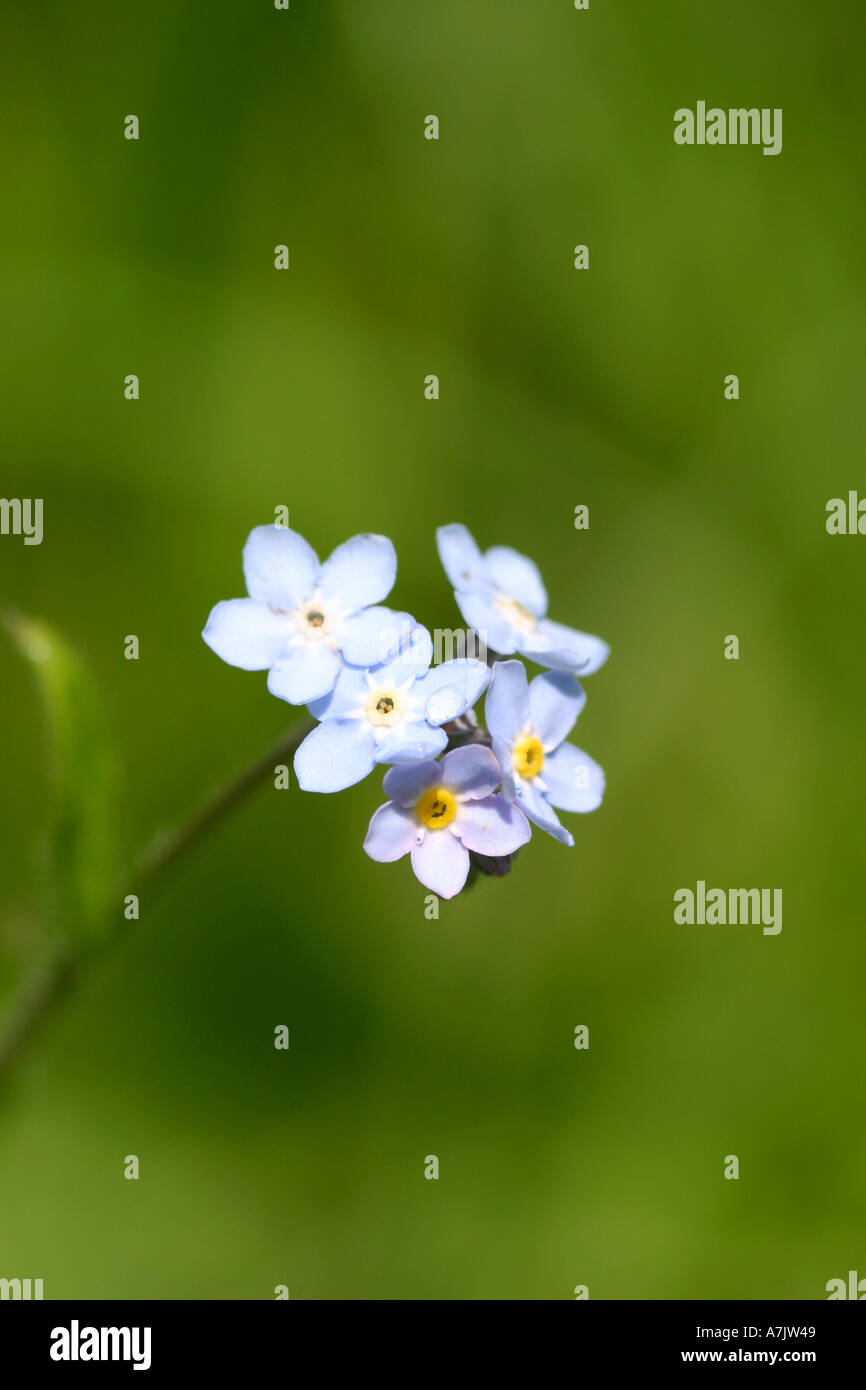 Wood speedwell Veronica montana Stock Photo - Alamy