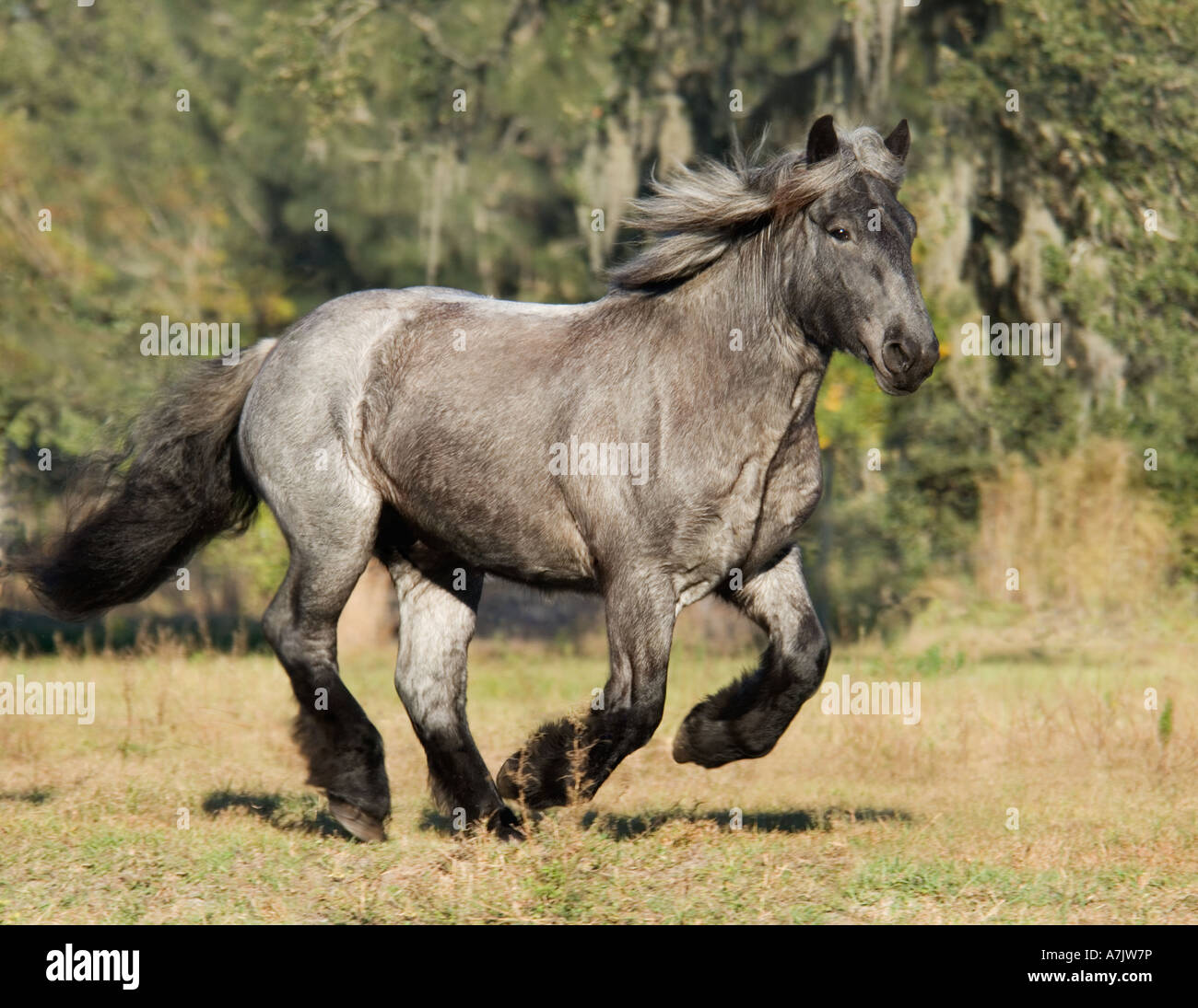 Blue Roan Draft Horses