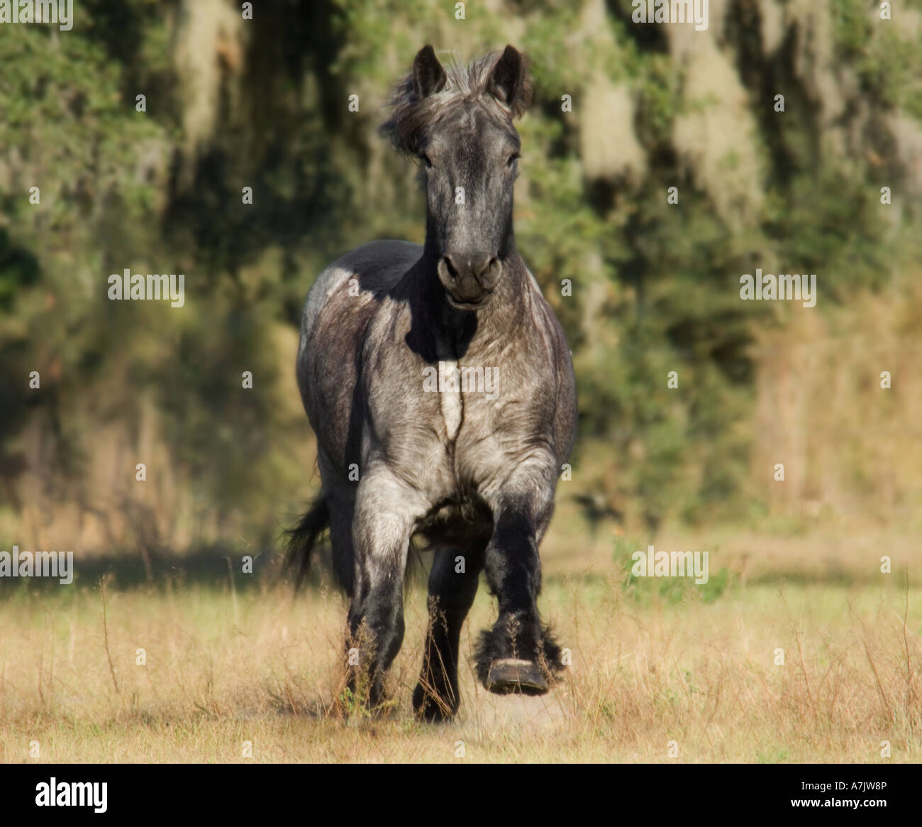 Rare blue roan Brabant Draft Horse filly Stock Photo - Alamy