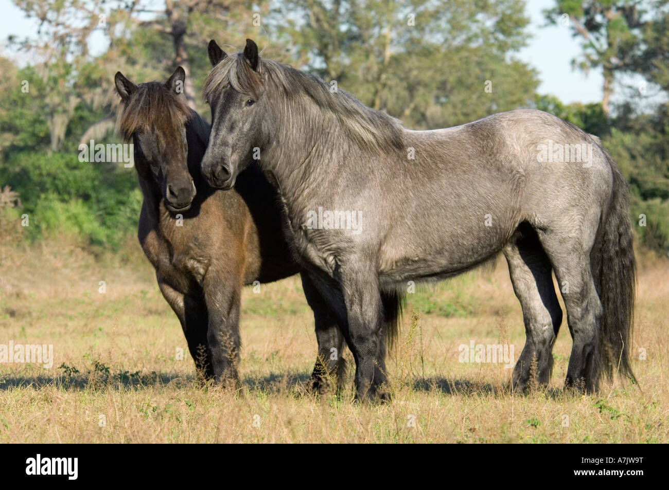 Two Brabant Draft horse fillies Stock Photo - Alamy