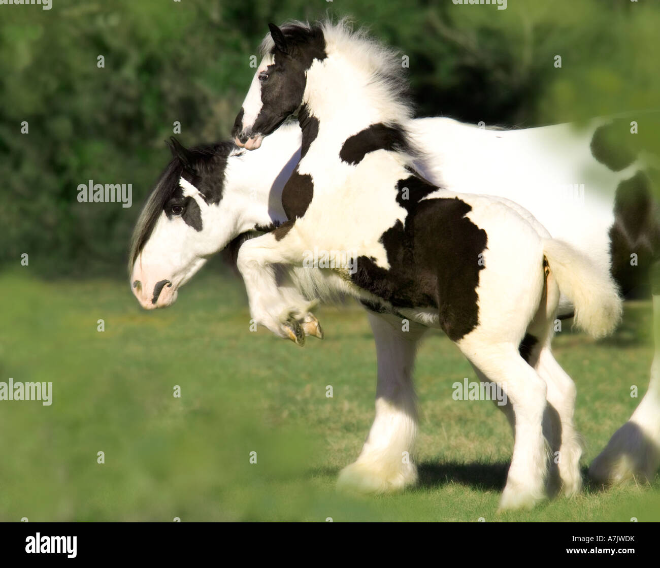 Rearing up black horse hi-res stock photography and images - Alamy