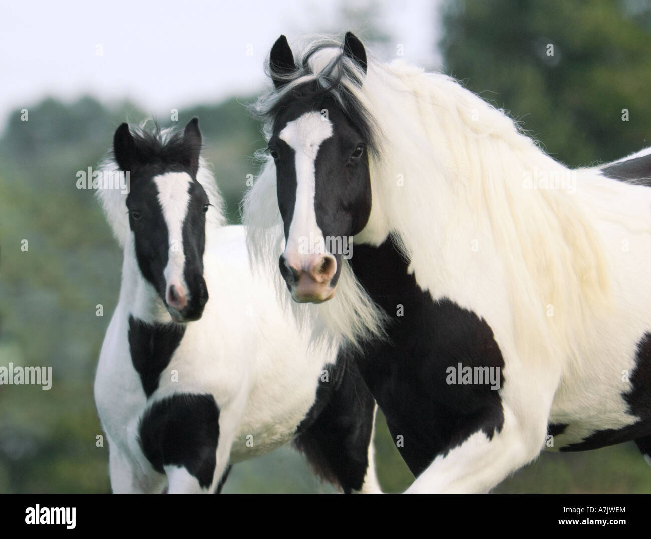 Baby animal gypsy horse hi-res stock photography and images - Alamy