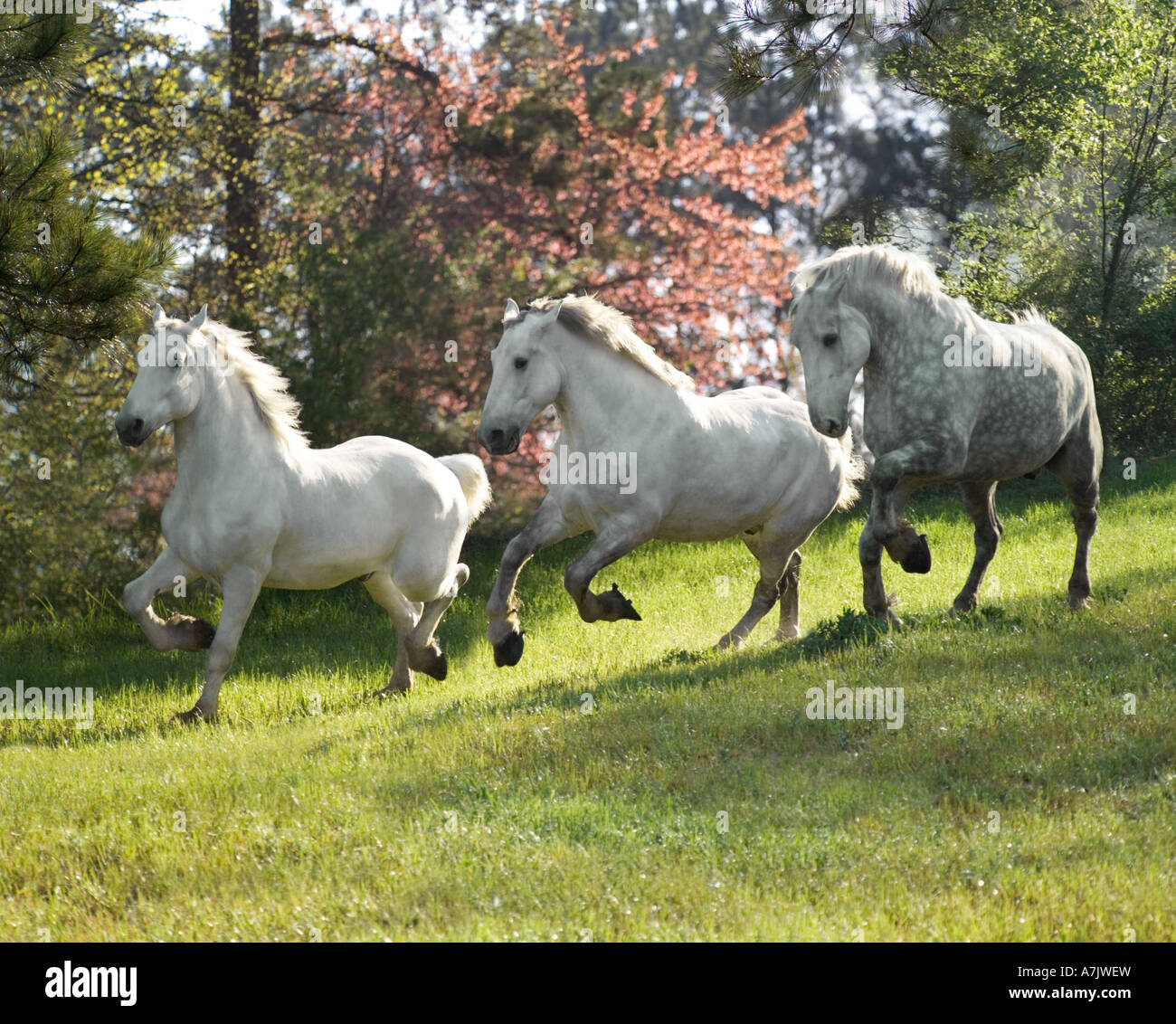 Three Percheron Draft Horses gallop across hilly green paddock Stock ...