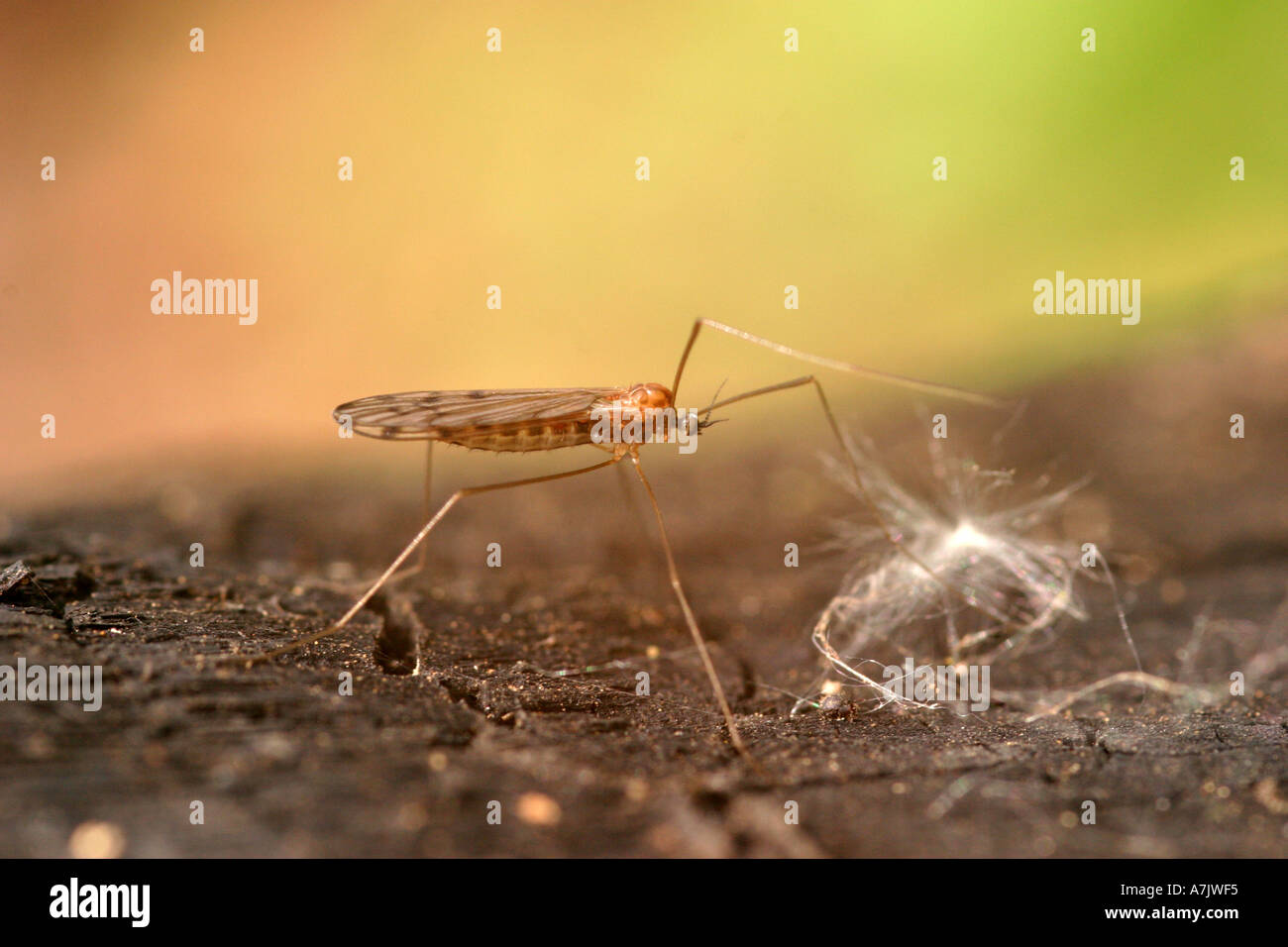 Winter gnat hi-res stock photography and images - Alamy
