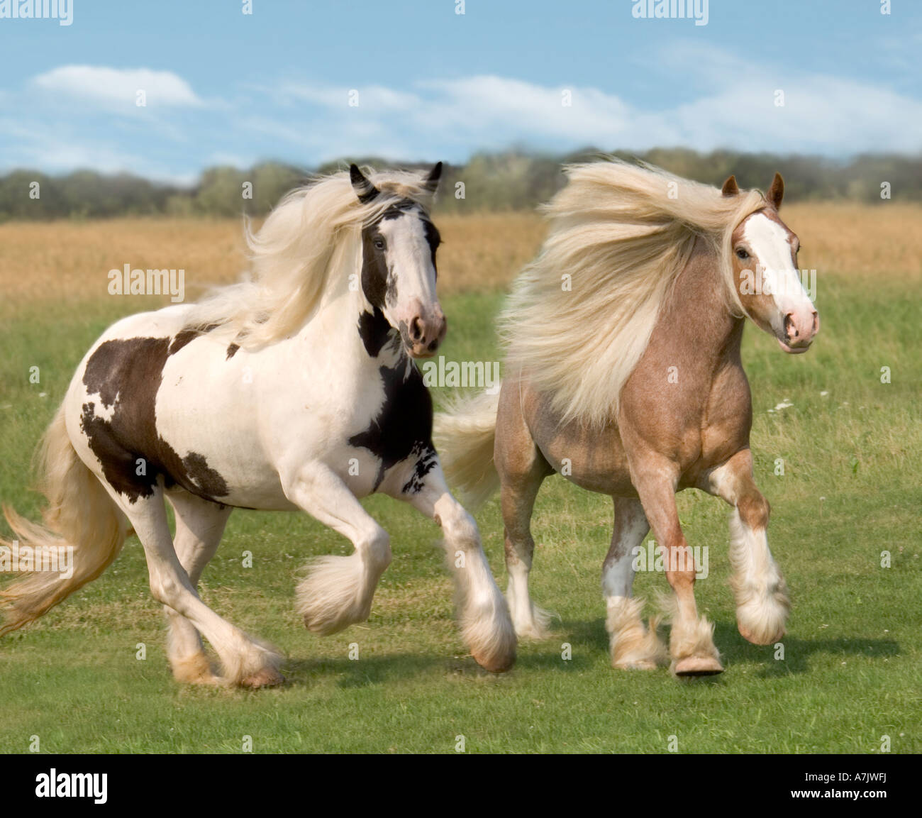 Two Gypsy Vanner Horses run across green paddock Stock Photo - Alamy