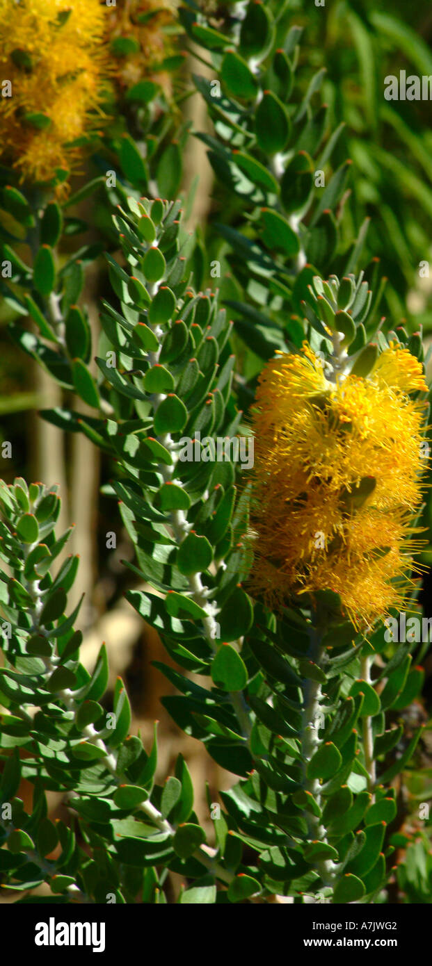 Golden Pagoda Protea in Flower at Kirstenbosch National Botanical ...