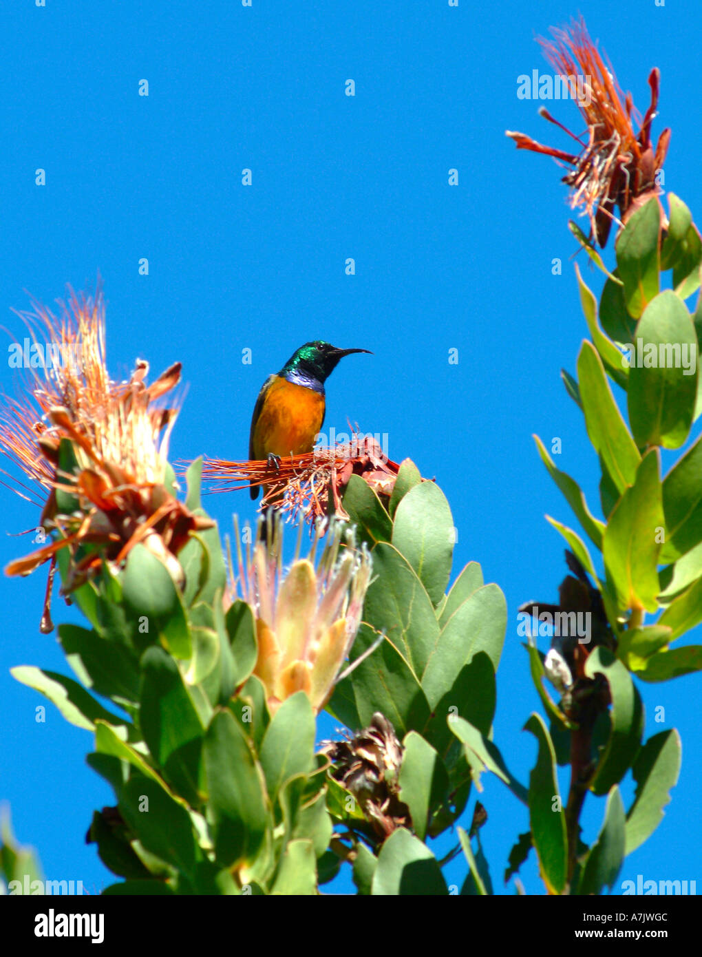 Lacticolor High Resolution Stock Photography and Images - Alamy