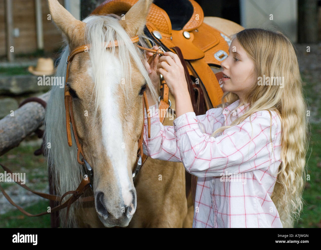 Young blonde hair girl tacking up Palomino horse Stock Photo - Alamy