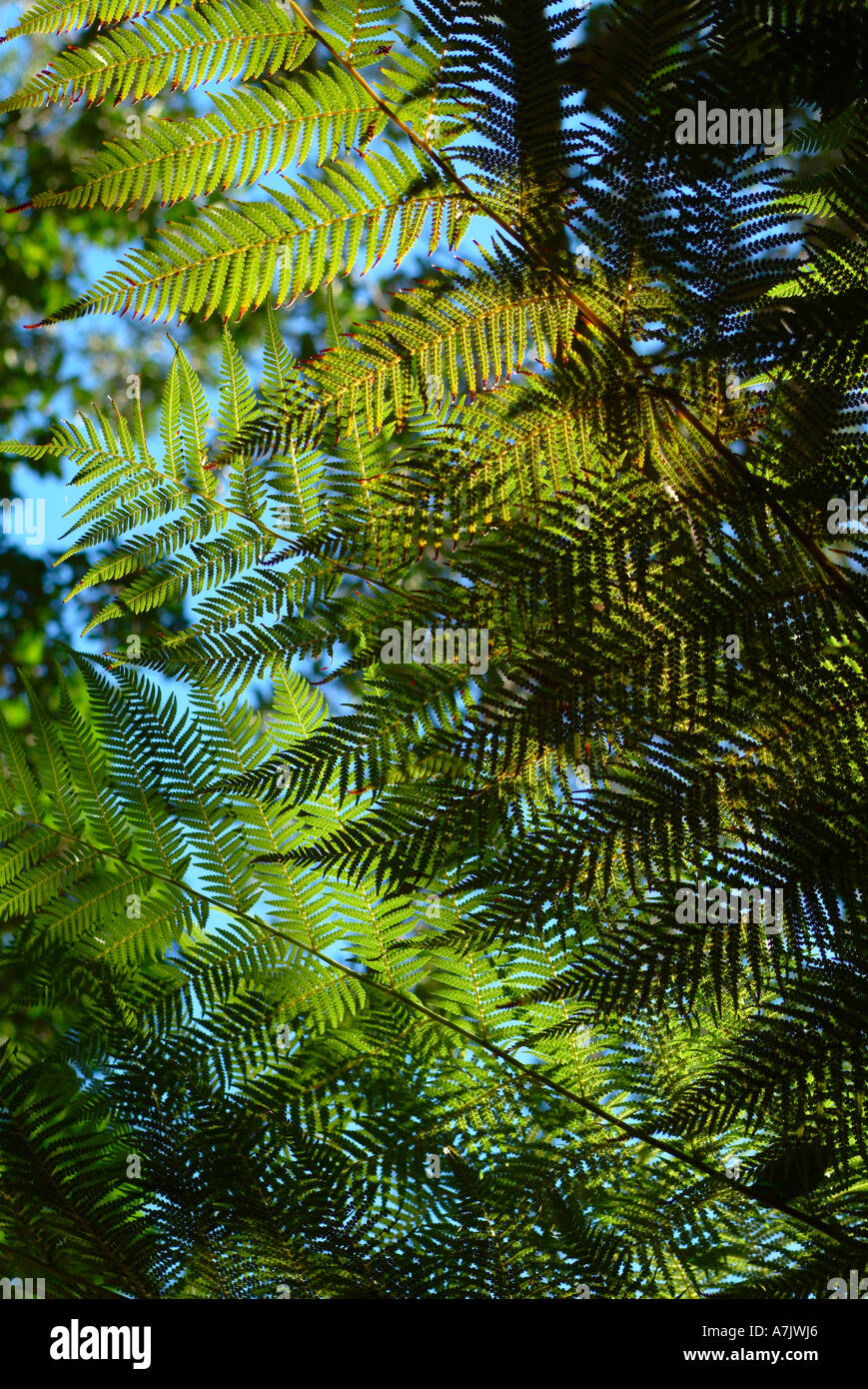 Soft tree fern hi-res stock photography and images - Alamy