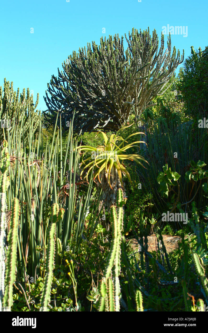 Naboom euphorbia ingens High Resolution Stock Photography and Images ...
