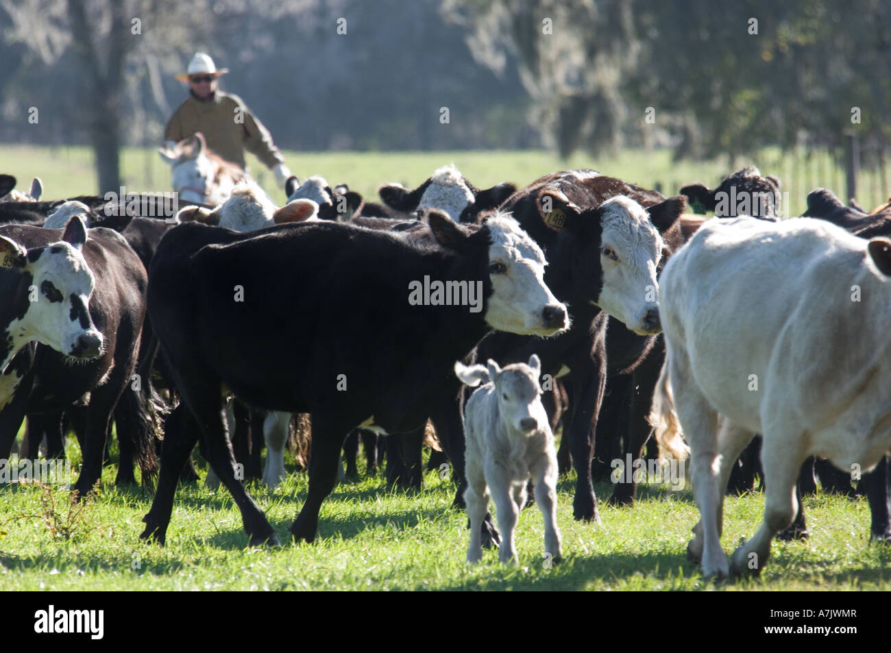 Cowhand moving cattle from horseback Stock Photo - Alamy