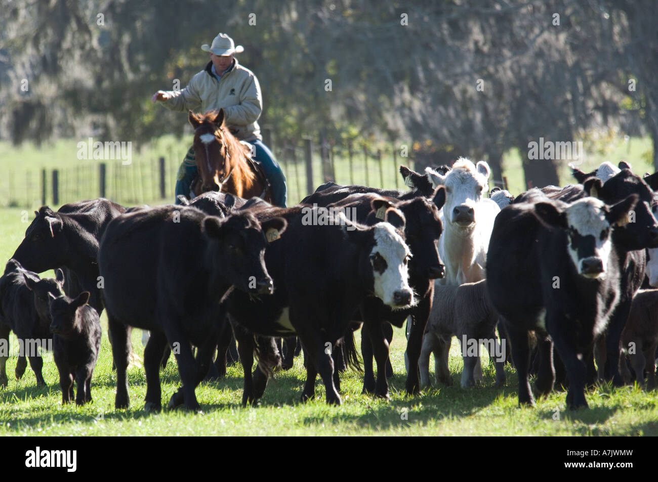 Cowhands moving cattle from horseback Stock Photo - Alamy