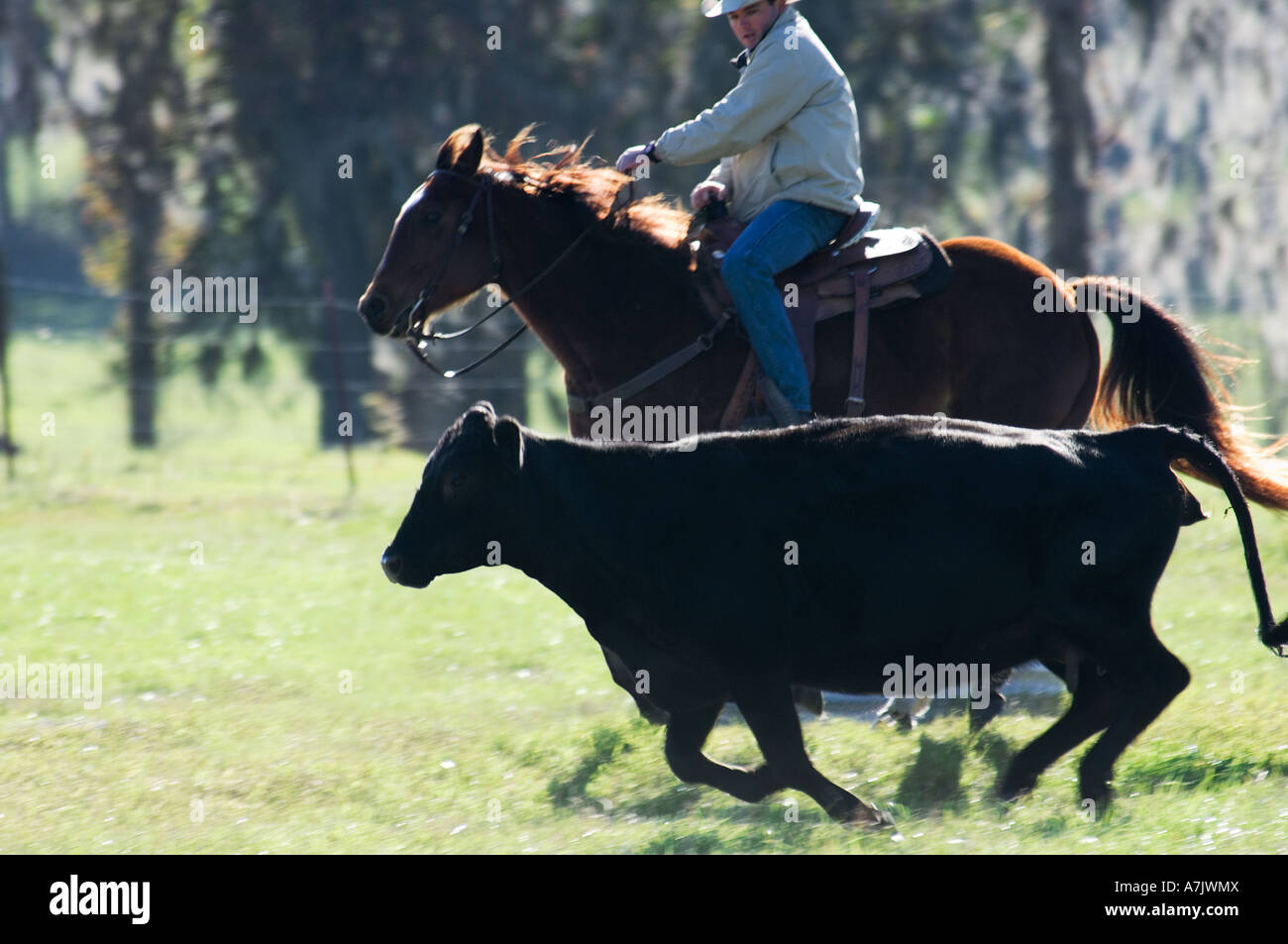 Cowboy moving cattle hi-res stock photography and images - Alamy