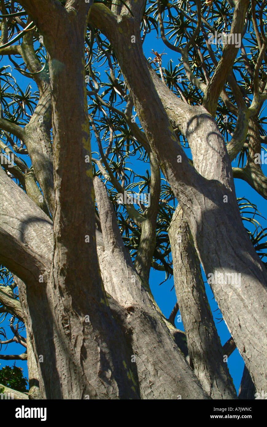 Quiver Tree in Companys Garden Cape Town South Africa Stock Photo - Alamy